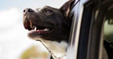 Parnell - Veterinary Pharmaceuticals for Livestock and Pets