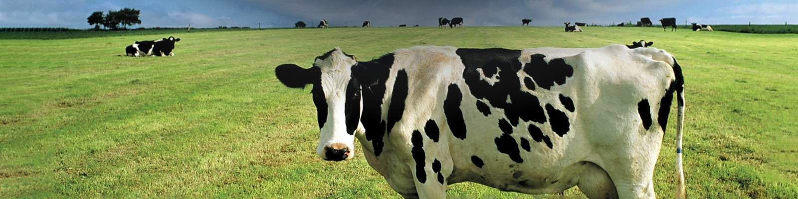 GONAbreed - Synchronize Cattle Heats | Parnell