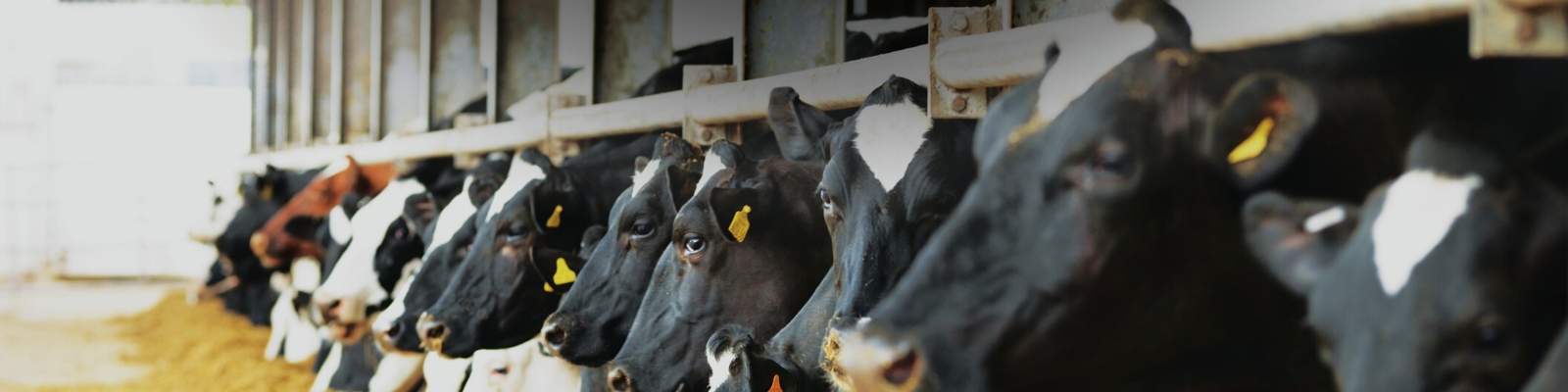 PROcept™ – Get More Cows Pregnant the First Time | Parnell