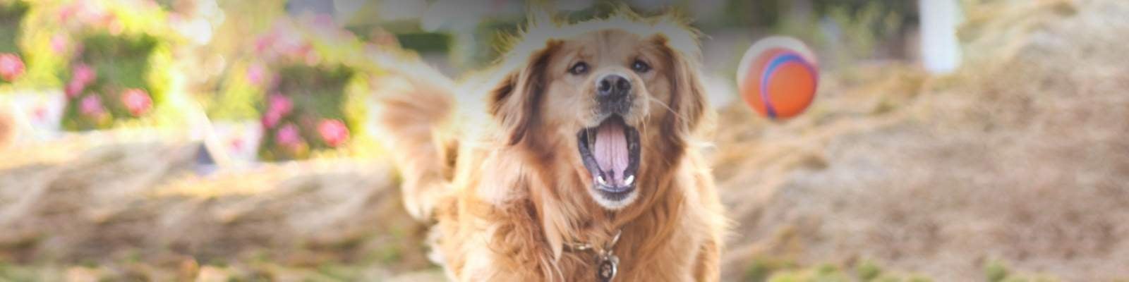 Zydax - Injection to Reduce Arthritis in Dogs | Parnell